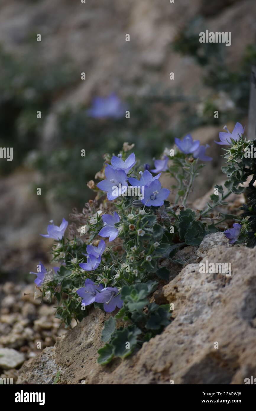 Campanula carpatica carpathian harebell hi-res stock photography and ...