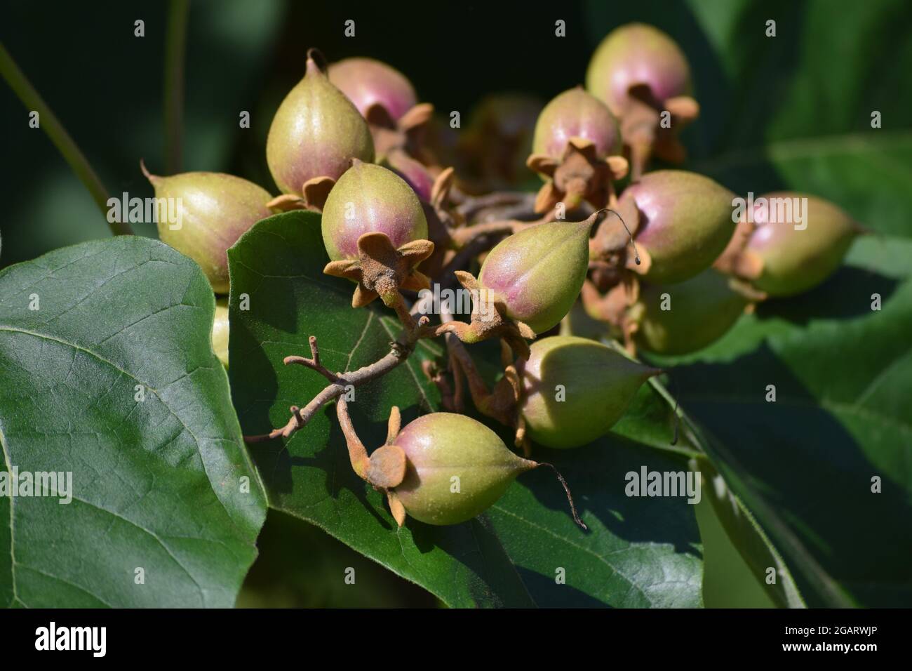 the beautiful Fruits of the Pricess-tree Stock Photo - Alamy