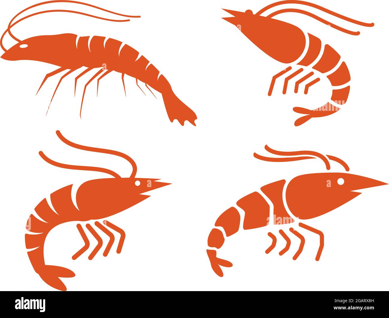 Shrimp Vector