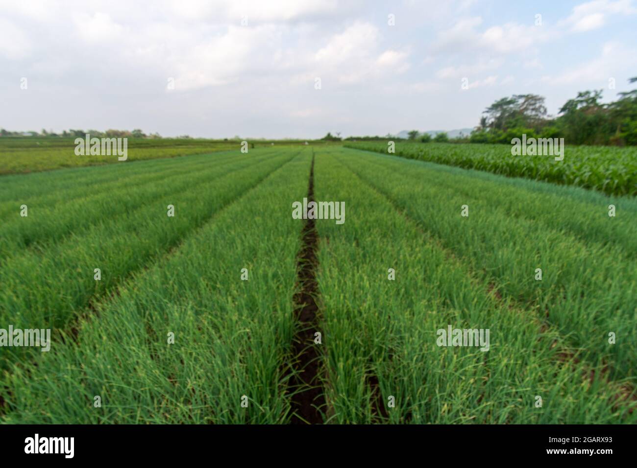 Red onion plants from farmers' plantations in East Java, Malang Stock ...