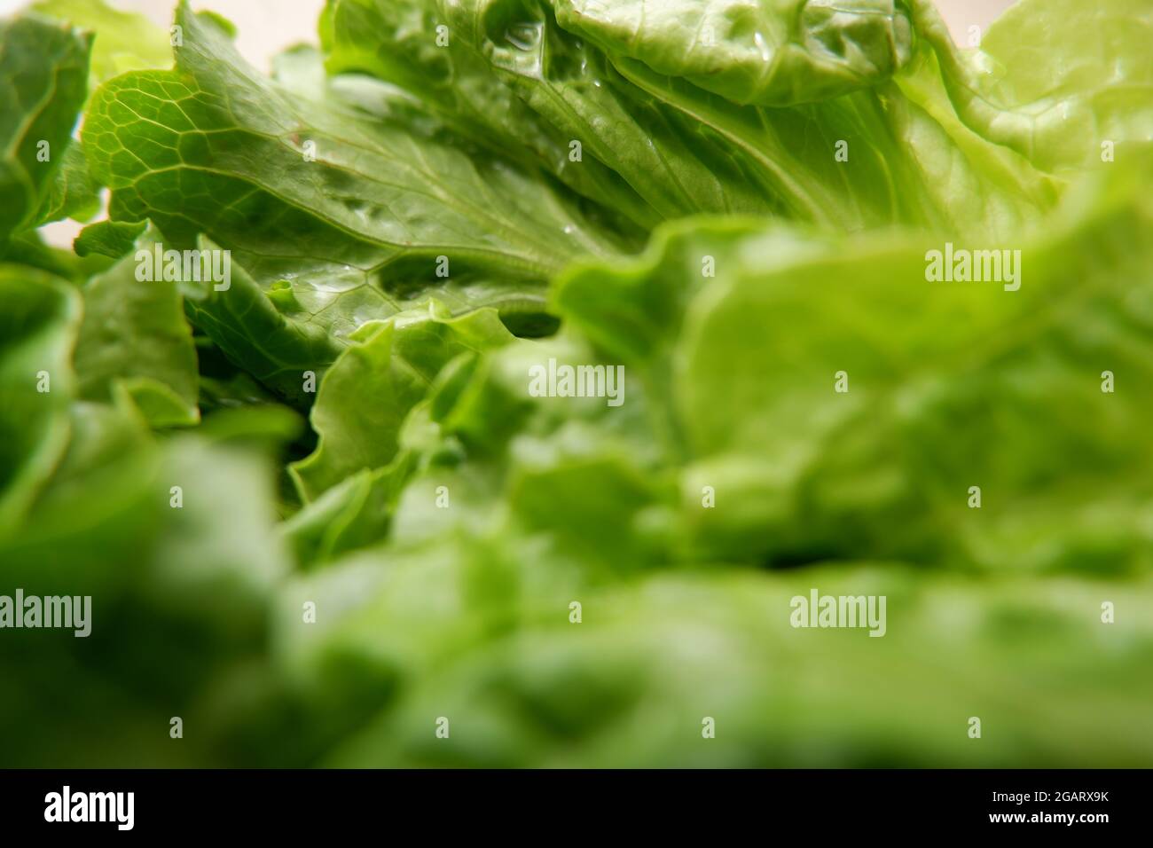 Close-up macro view of fresh green Lettuce leaves with blurry ...