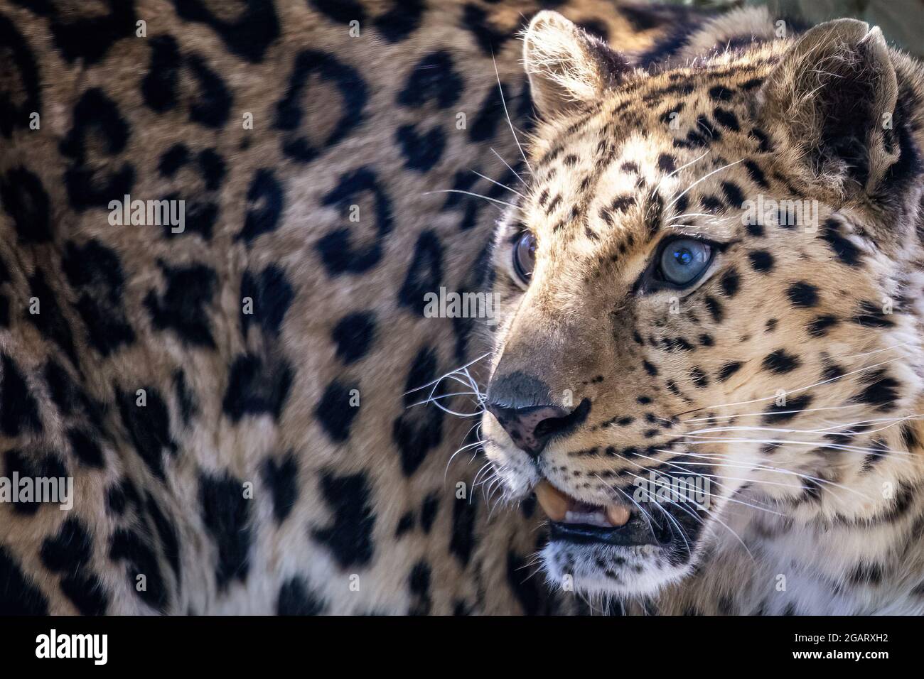 The face of an amur leopard , Panthera pardus orientalis, in sunlight ...