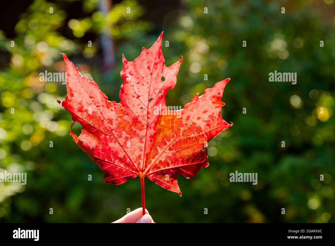 Male hand holding multicolor maple leaf against clear blue sky with sun light rays Stock Photo ...