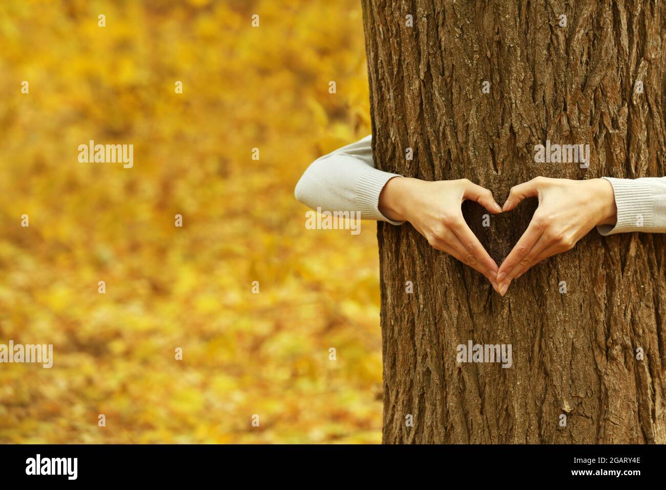 Human hands hugging tree in the park Stock Photo - Alamy