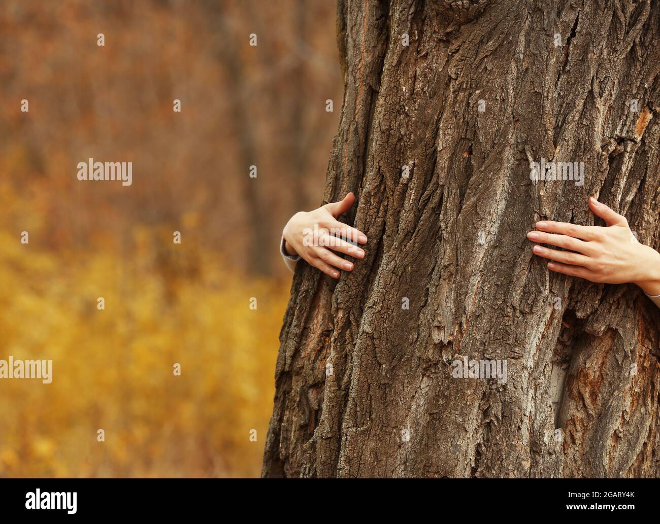 Human hands hugging tree in the park Stock Photo - Alamy