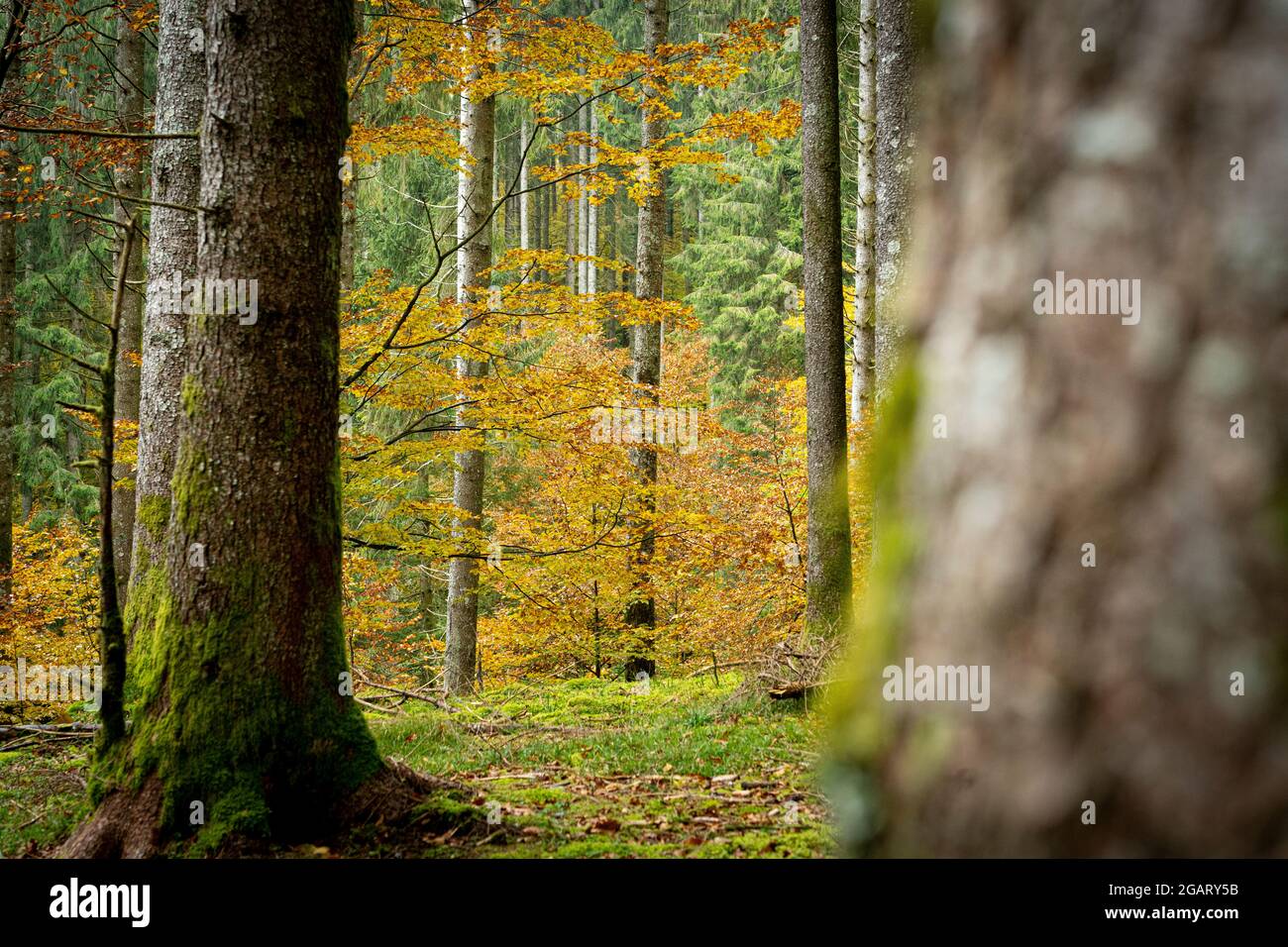 Autumnal leaf colors of trees in the beech forest of Cansiglio, Treviso ...