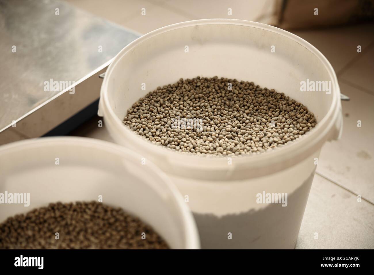raw coffee testing before roast Stock Photo - Alamy