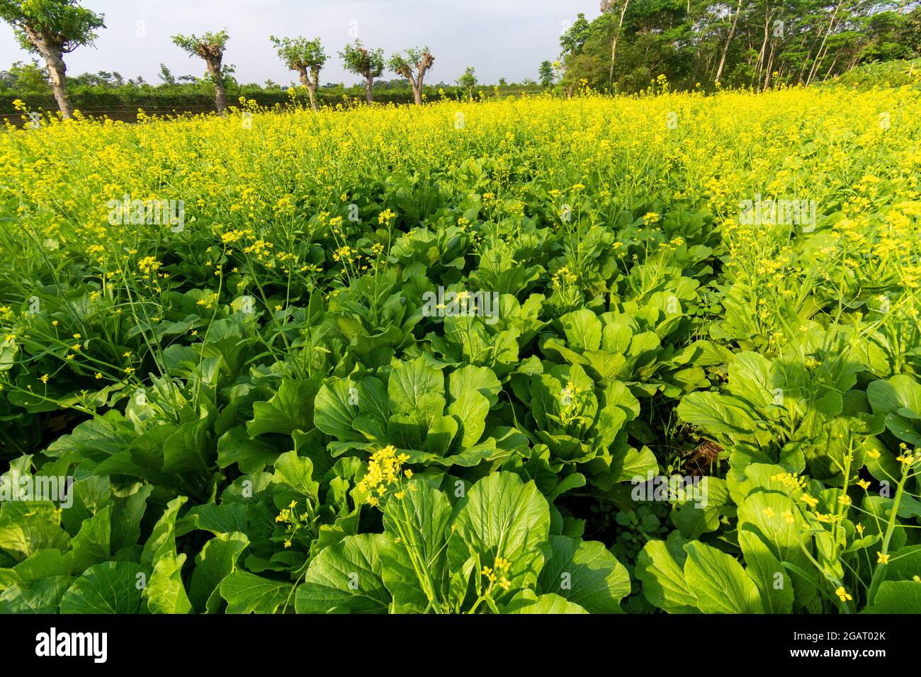 Mustard greens plant hi-res stock photography and images - Alamy
