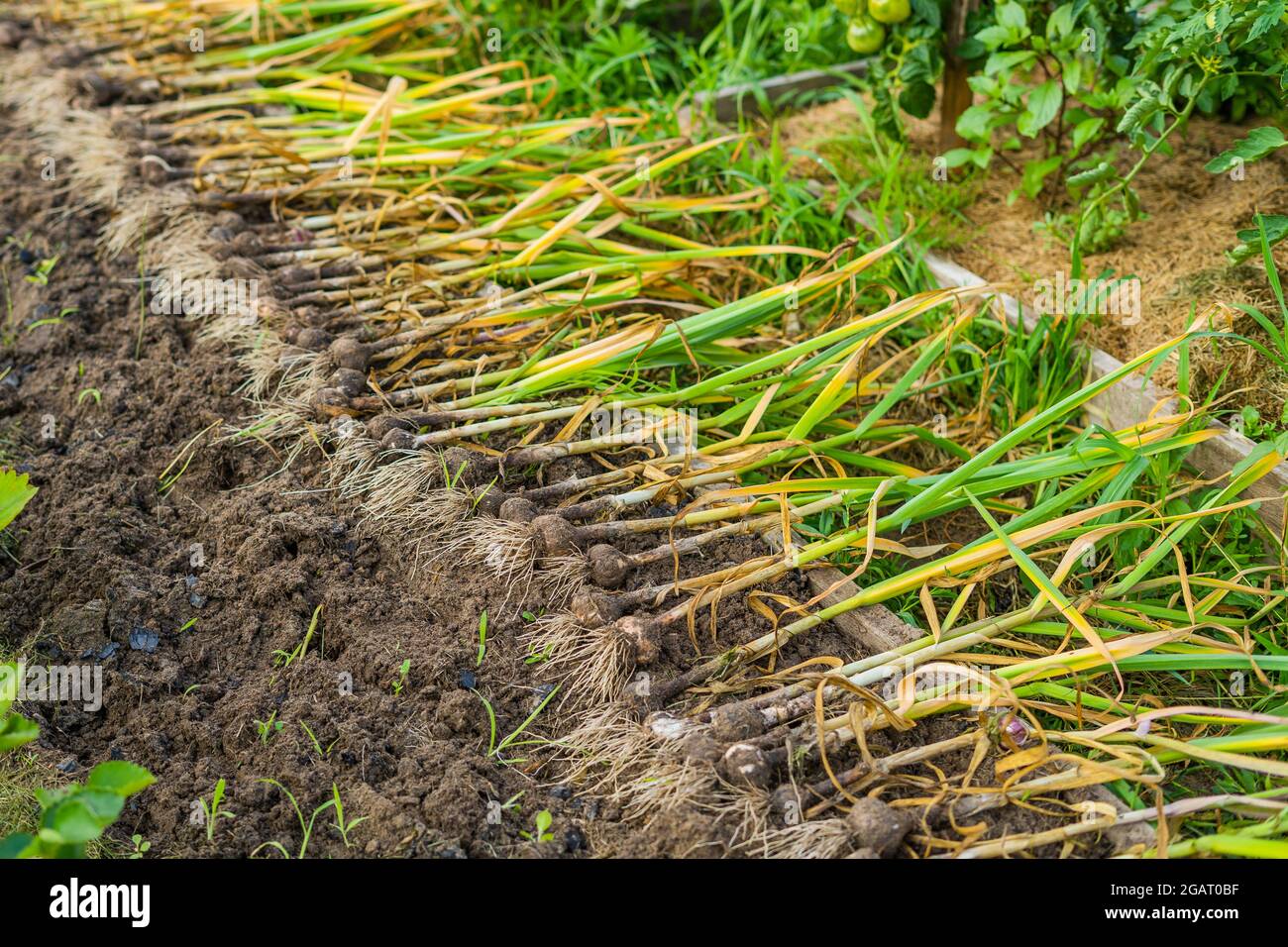 Fresh garlic is dried in the garden after being pulled from the soil ...