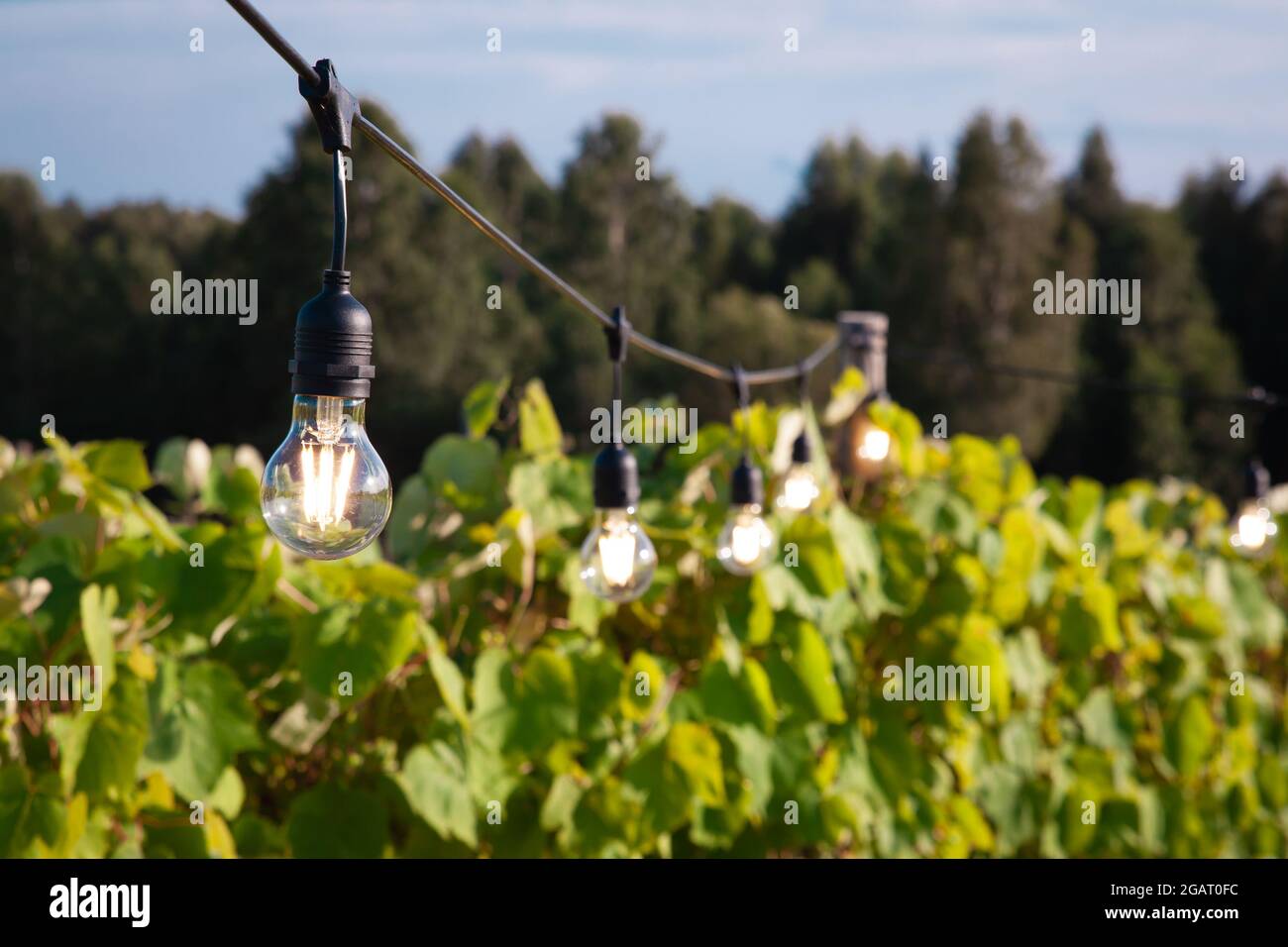 Outdoor string lights in a vineyard. Romantic summer evening concept ...