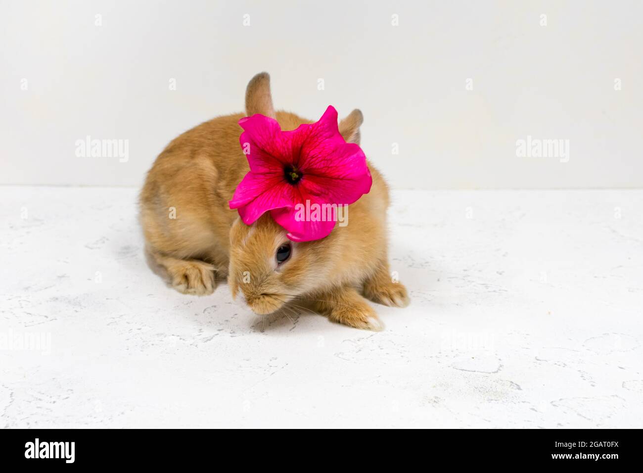 Pink shy hi-res stock photography and images - Alamy