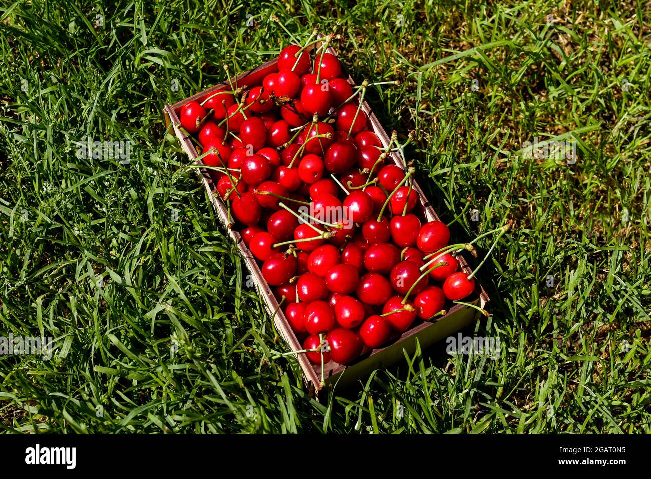 Wooden box, crape of sweet red cherries with tail on nature green grass ...