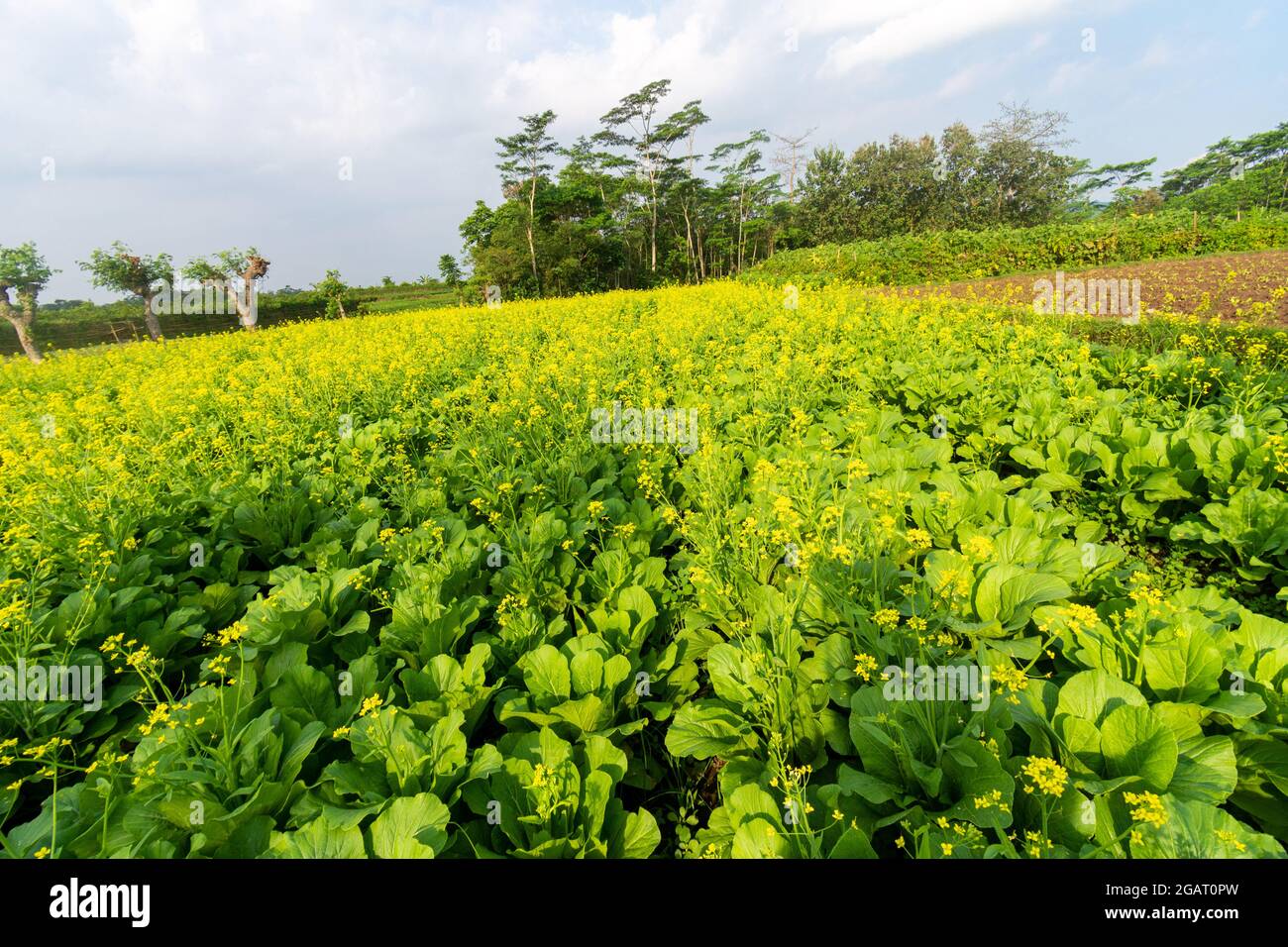 Mustard greens farm hi-res stock photography and images - Alamy