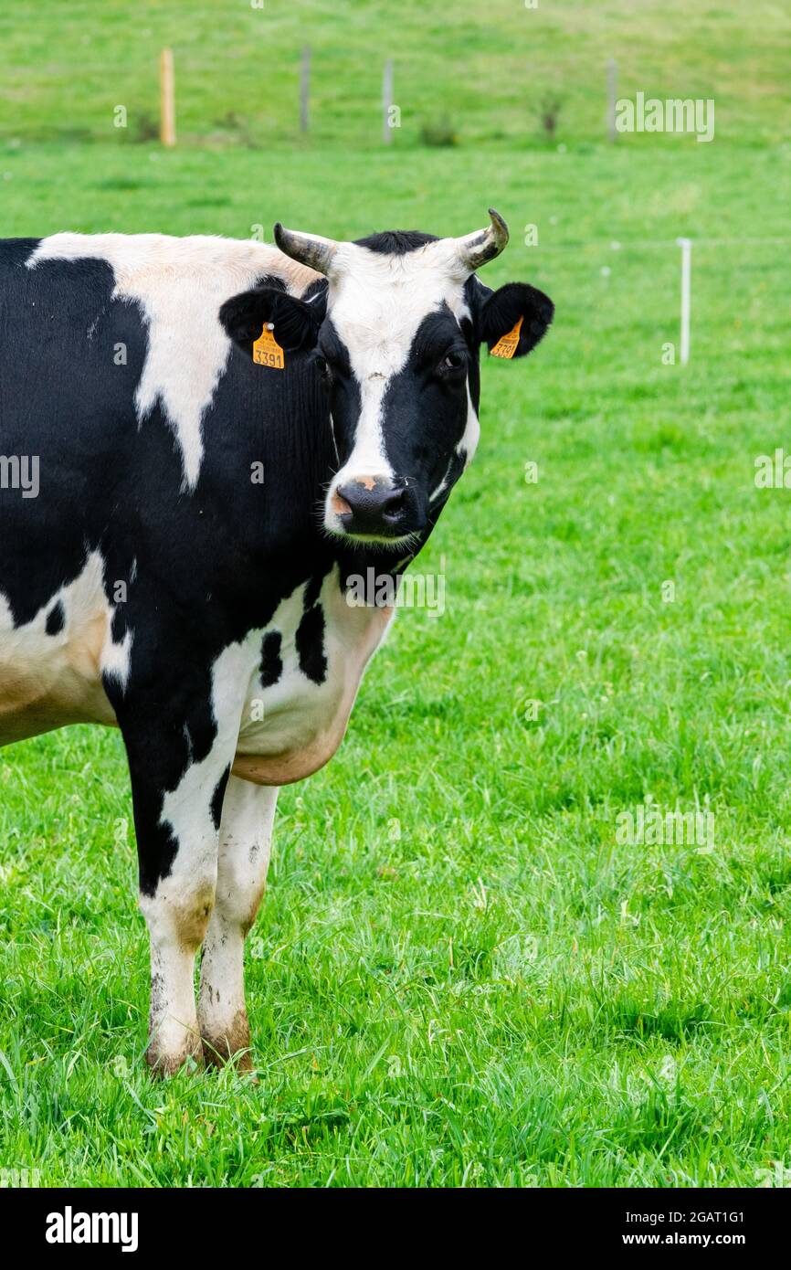 view of holstein cow in pasture Stock Photo - Alamy