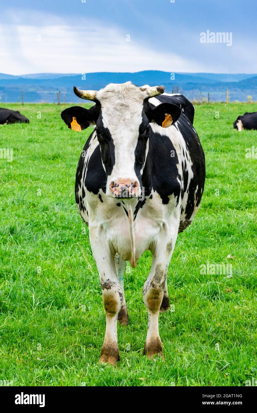 Primholstein cattle hi-res stock photography and images - Alamy