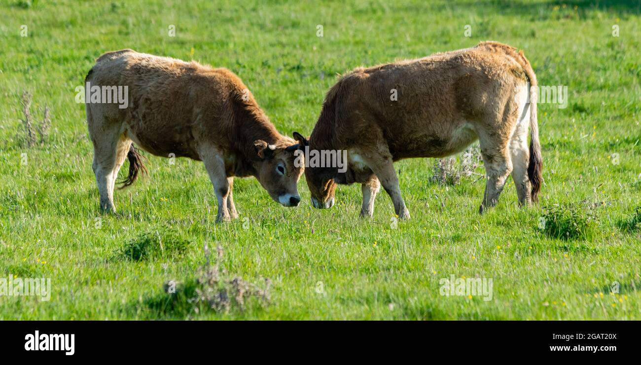 portrait of aubrac cow in pasture Stock Photo - Alamy