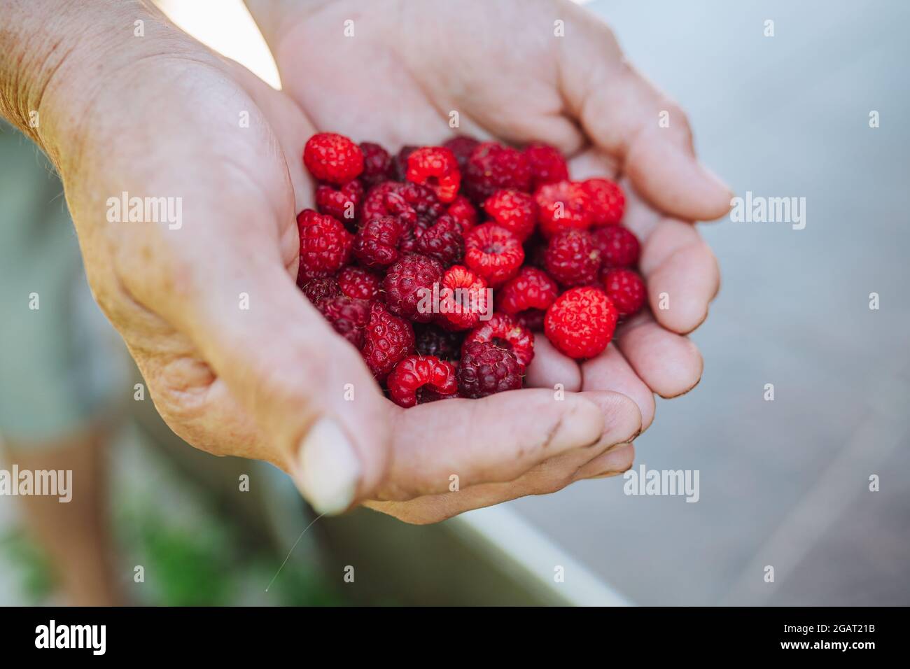 Old woman hand hold ripe raspberrie. Grandmother handful with fresh ...