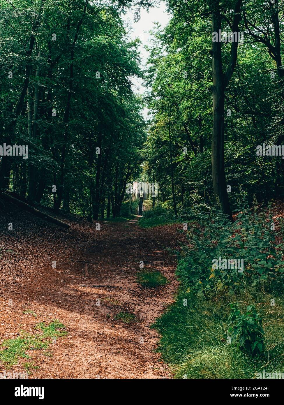 A vertical shot of a path in a forest Stock Photo - Alamy