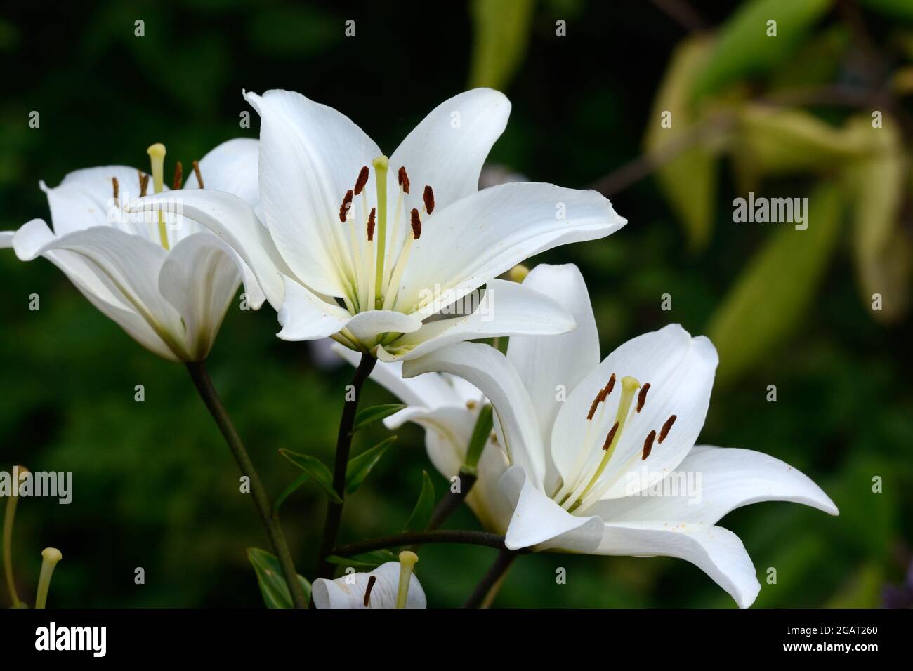 Lilium navona Asiatic Lily lily Aciatic Navona white lily flowers Stock ...