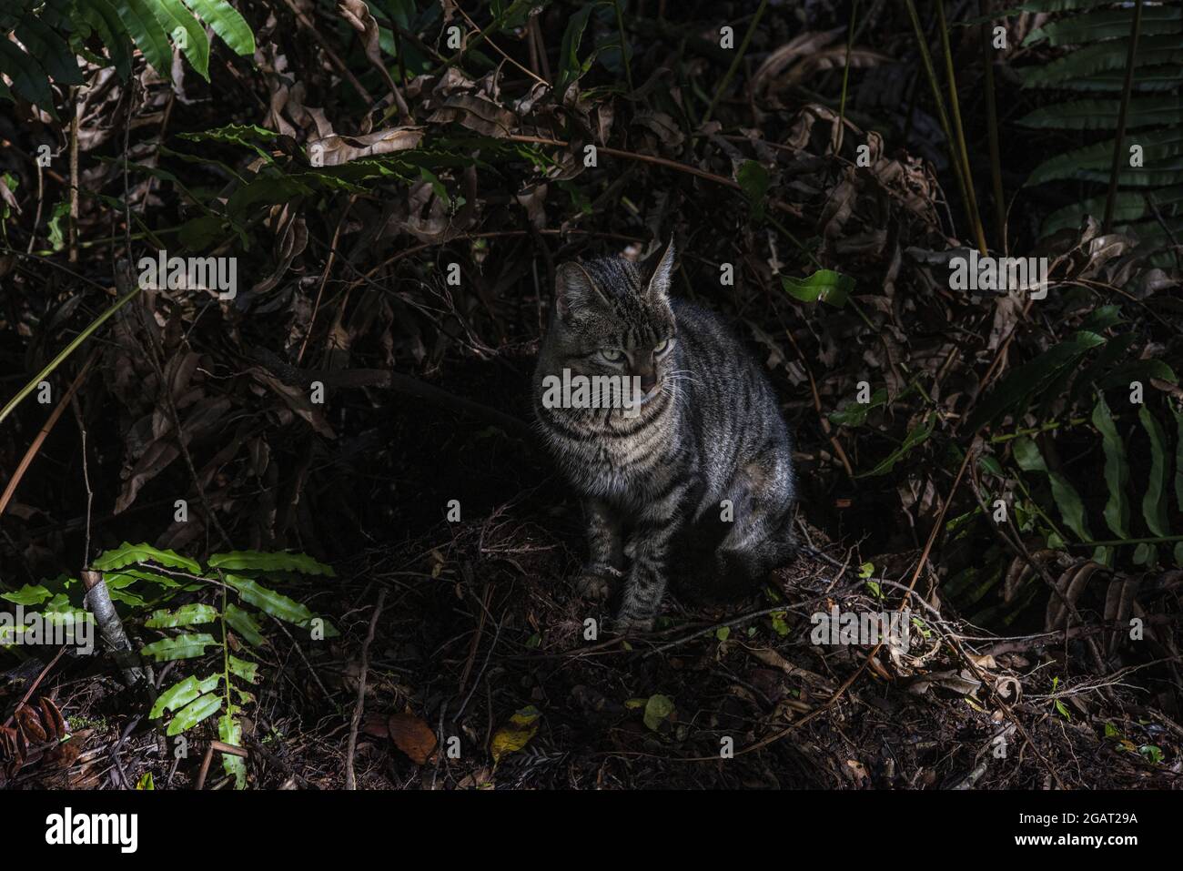 An adorable cat in a forest in Patagonia, Chile Stock Photo - Alamy