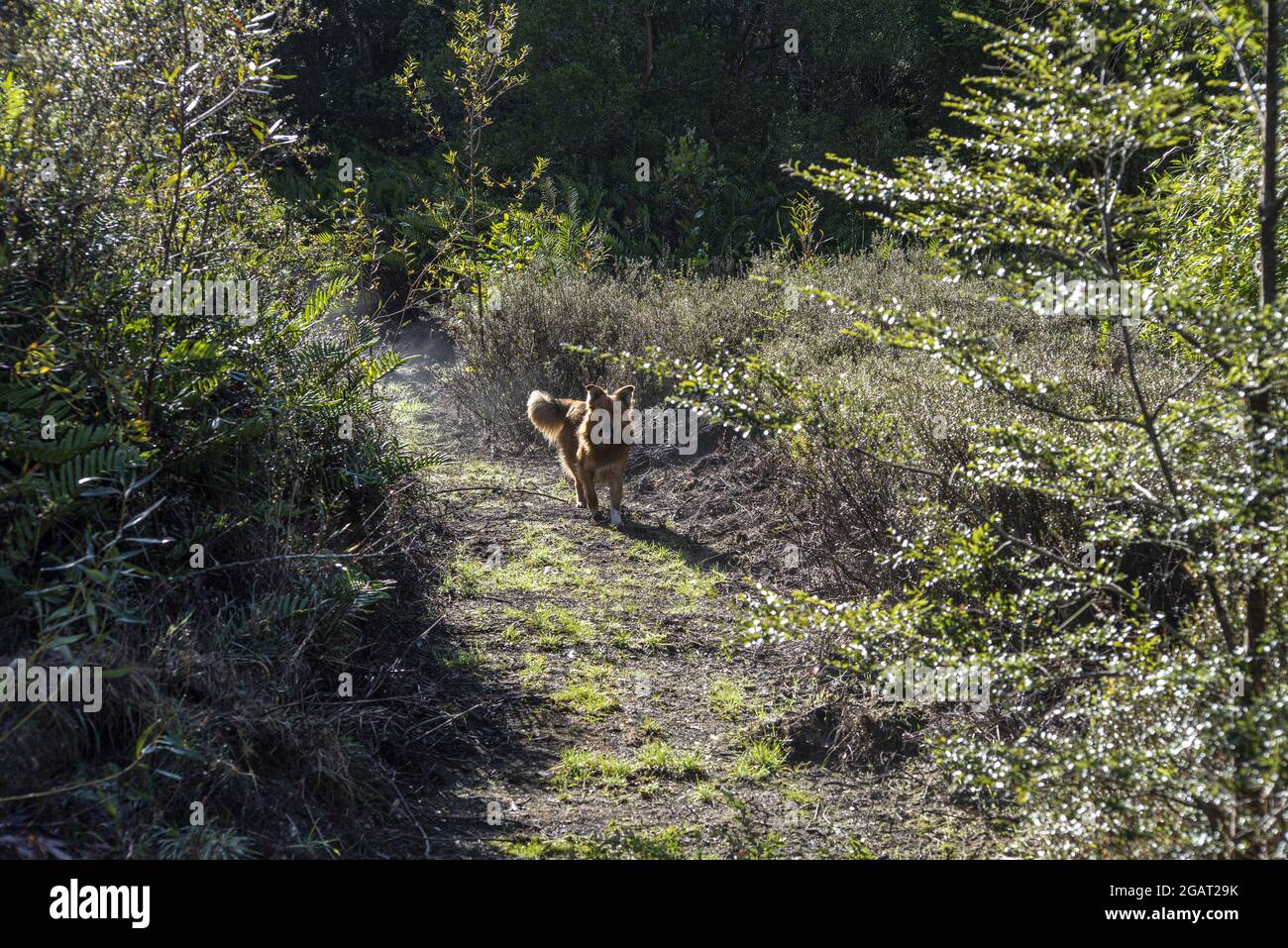 An adorable dog running wildly in a forest in Patagonia, Chile Stock ...