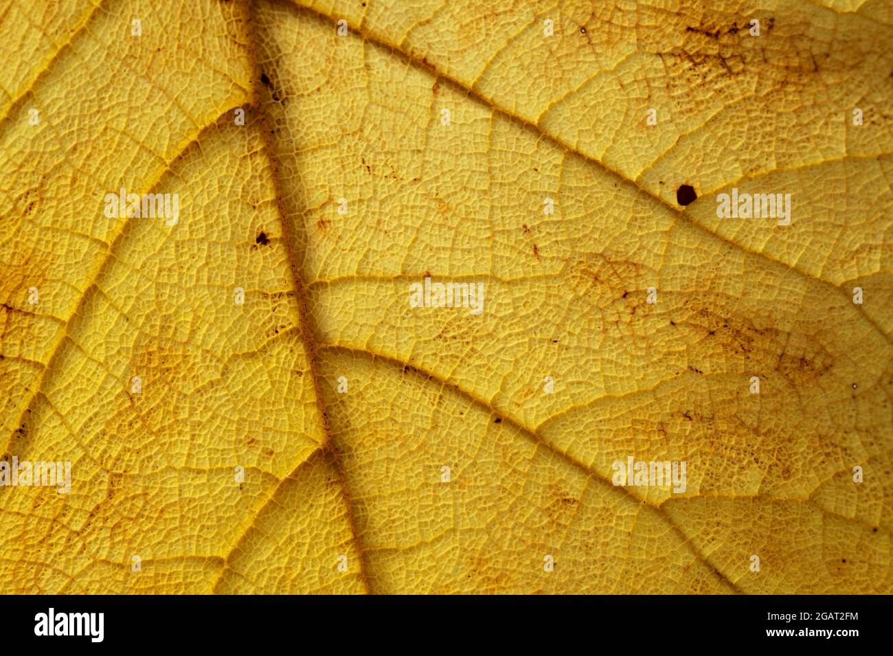 dead yellow leaf texture with veins and dark patches, natural macro ...