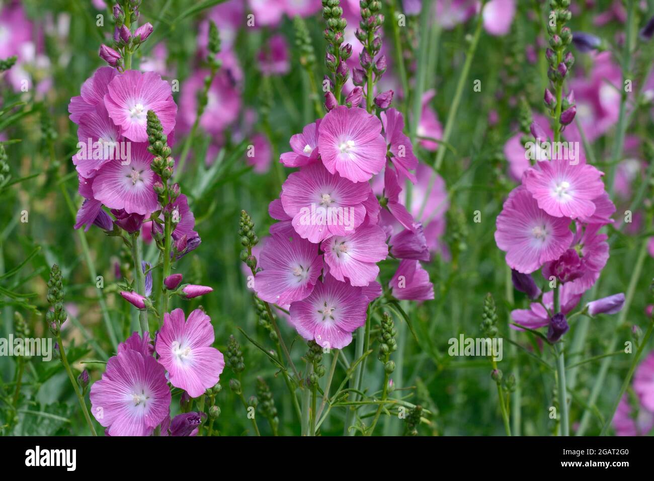 Sidalcea Rosaly Prairie Mallow Rosaly dense upright racemes funnel ...