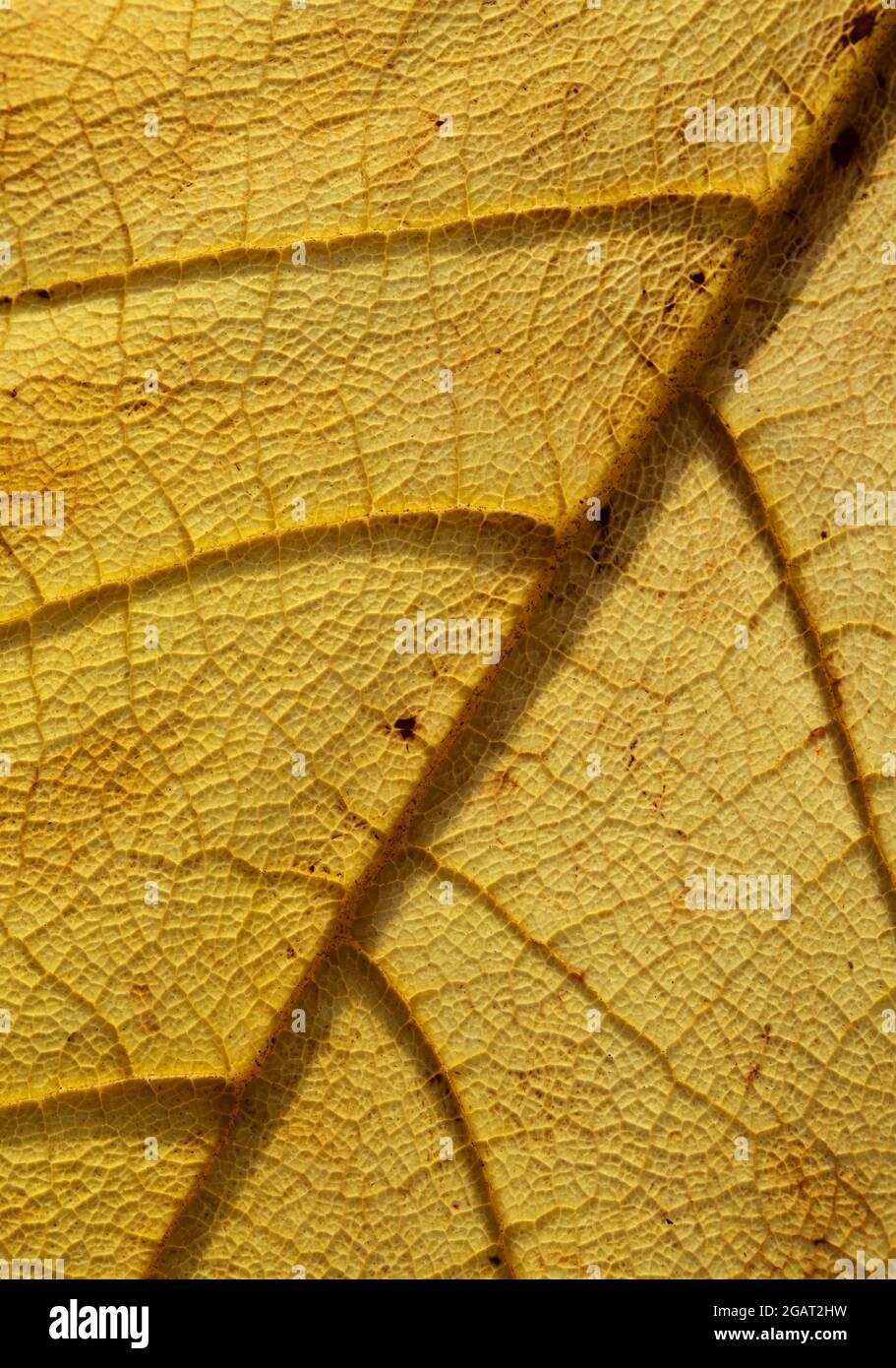 dead yellow leaf texture with veins and dark patches, natural macro ...