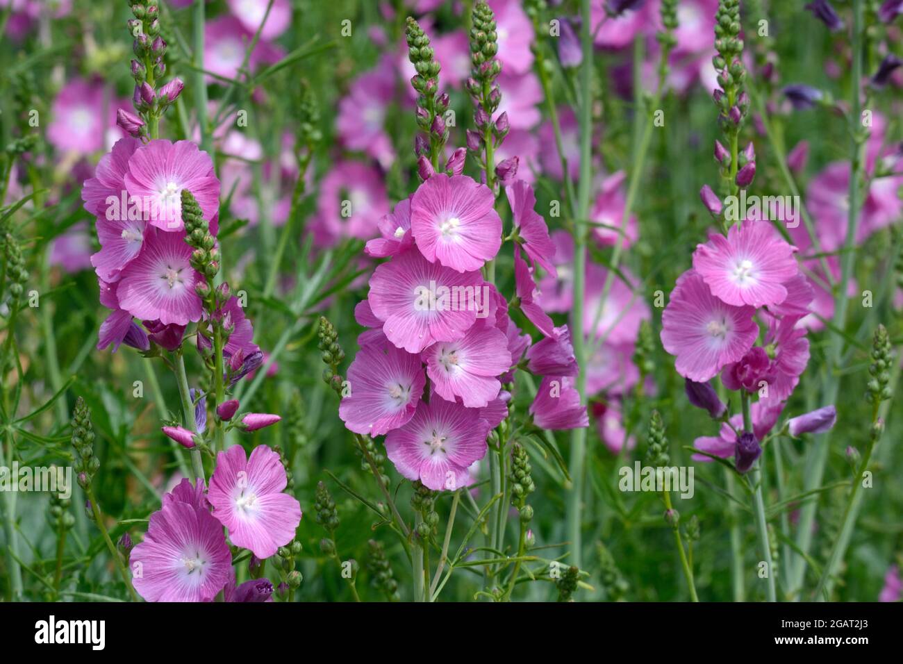 Pink funnel shaped flowers hi-res stock photography and images - Alamy