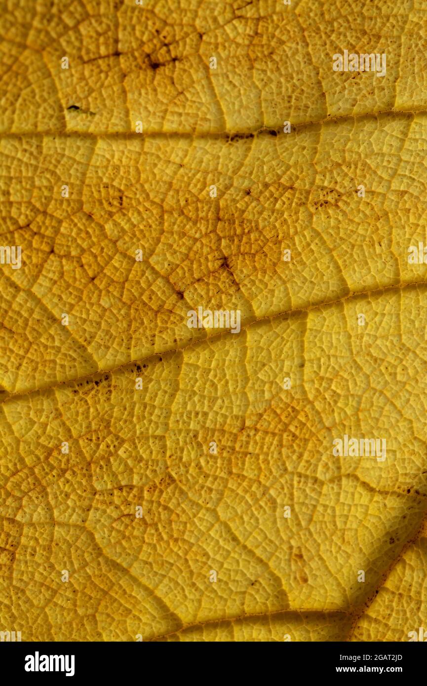 dead yellow leaf texture with veins and dark patches, natural macro ...