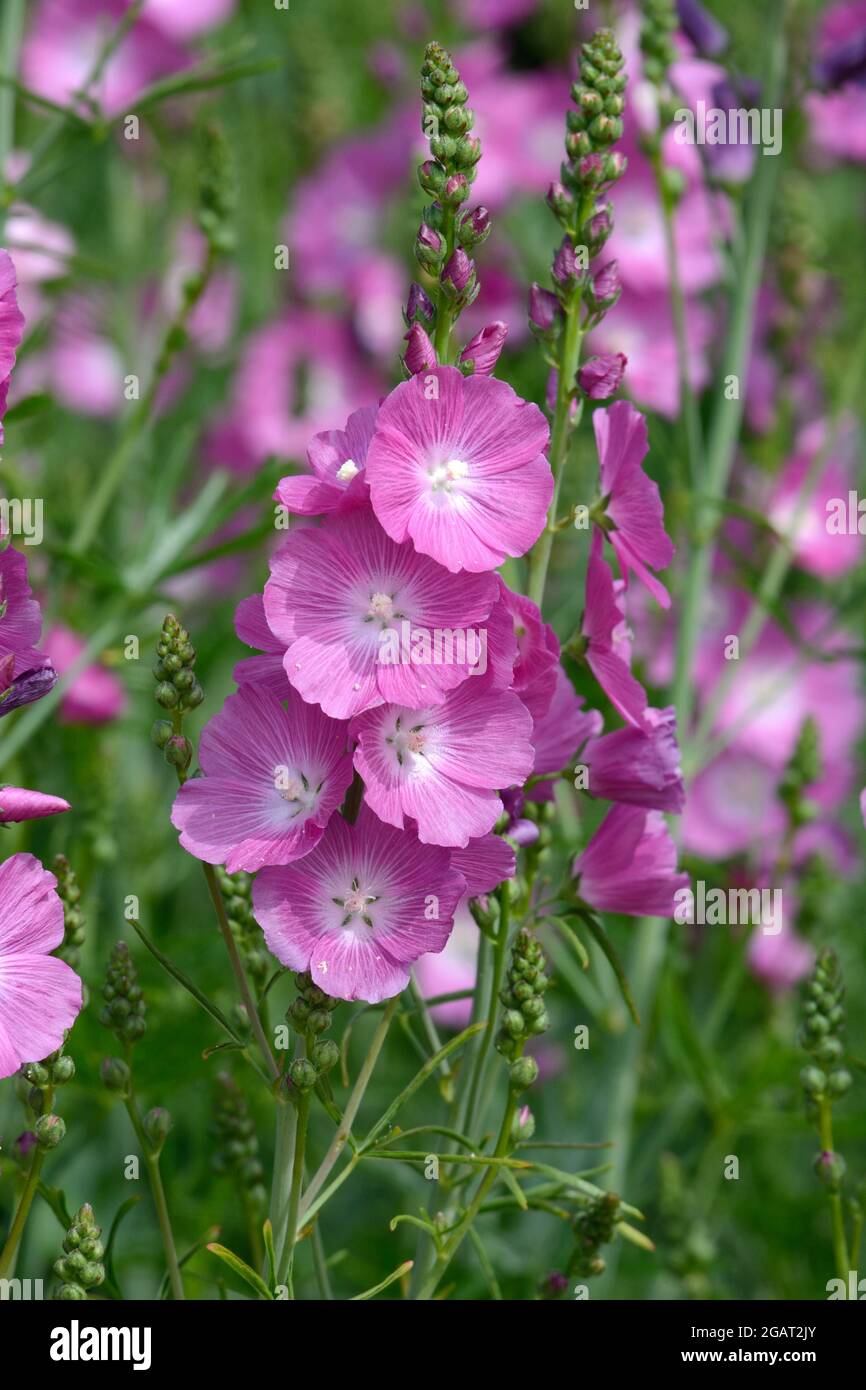 Pink funnel shaped flowers hi-res stock photography and images - Alamy