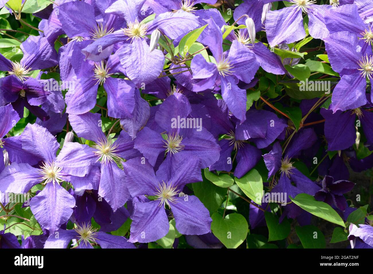 Clematis jackmanii hi-res stock photography and images - Alamy
