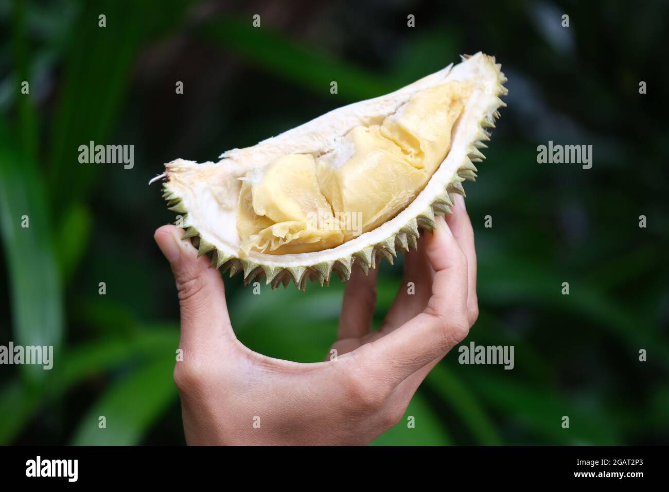 Durian fruit hi-res stock photography and images - Alamy