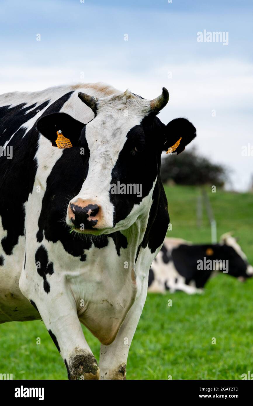 Primholstein cattle hi-res stock photography and images - Alamy