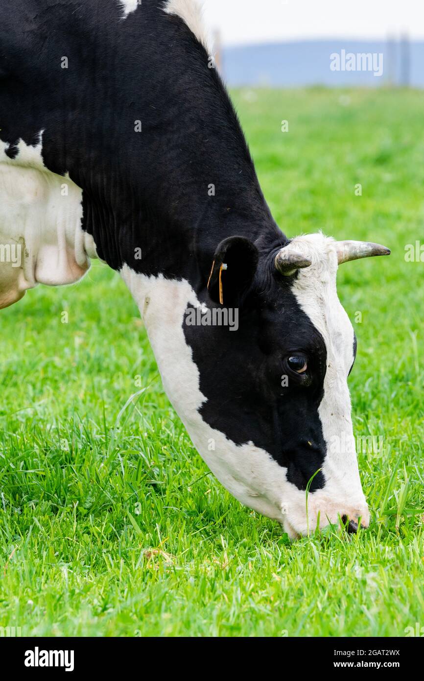 view of holstein cow in pasture Stock Photo - Alamy