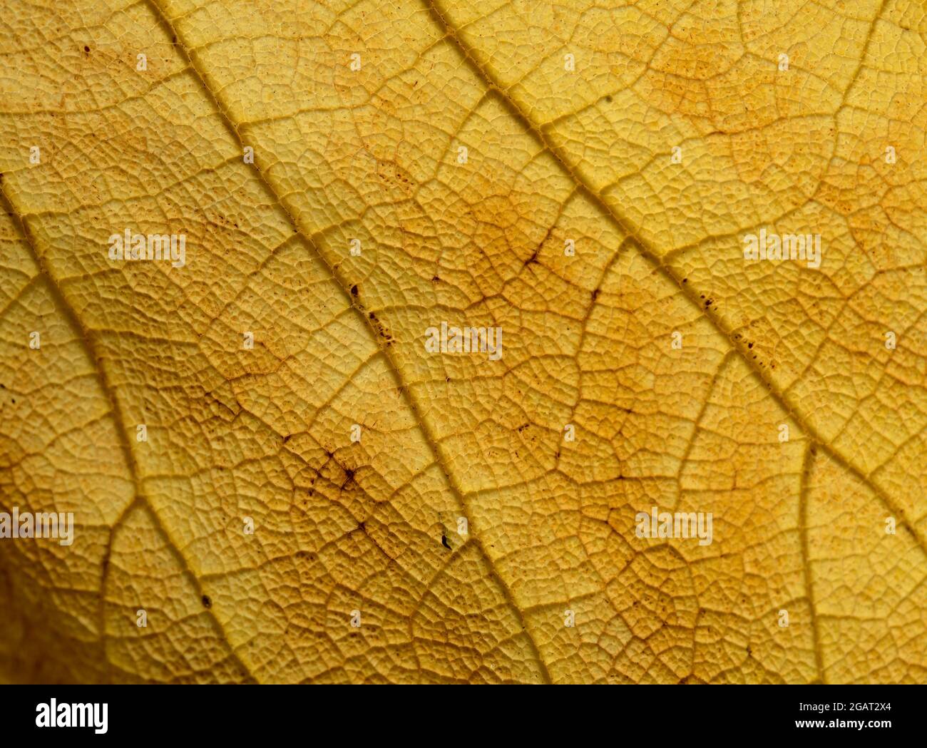 dead yellow leaf texture with veins and dark patches, natural macro ...