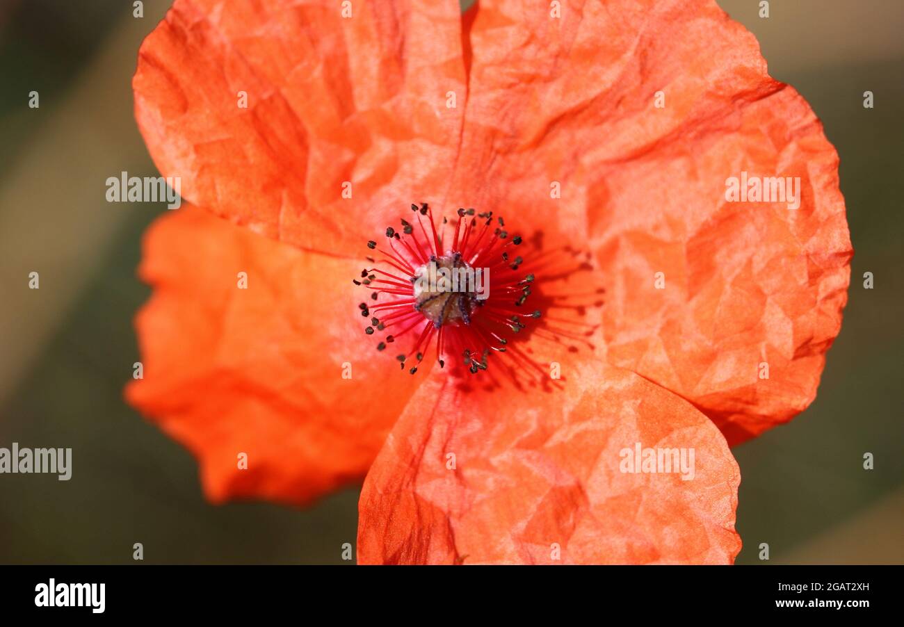 A closeup shot of a red poppy flower on a blurred background Stock ...