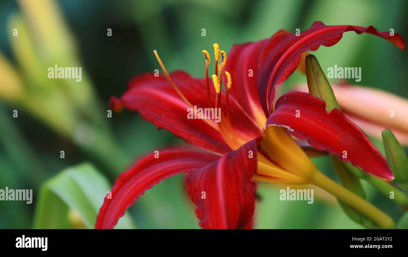 Pirate flower hi-res stock photography and images - Alamy