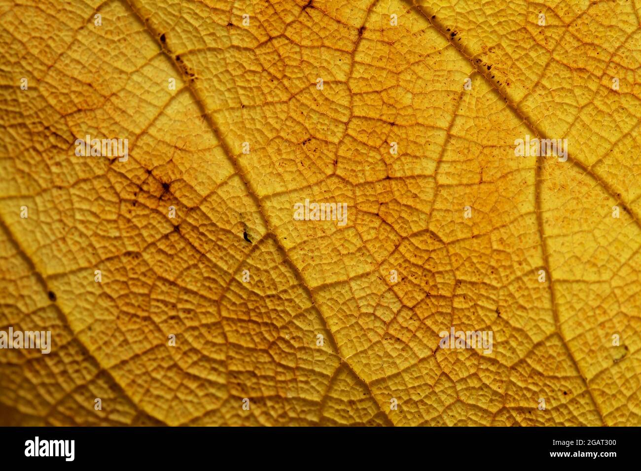 dead yellow leaf texture with veins and dark patches, natural macro ...