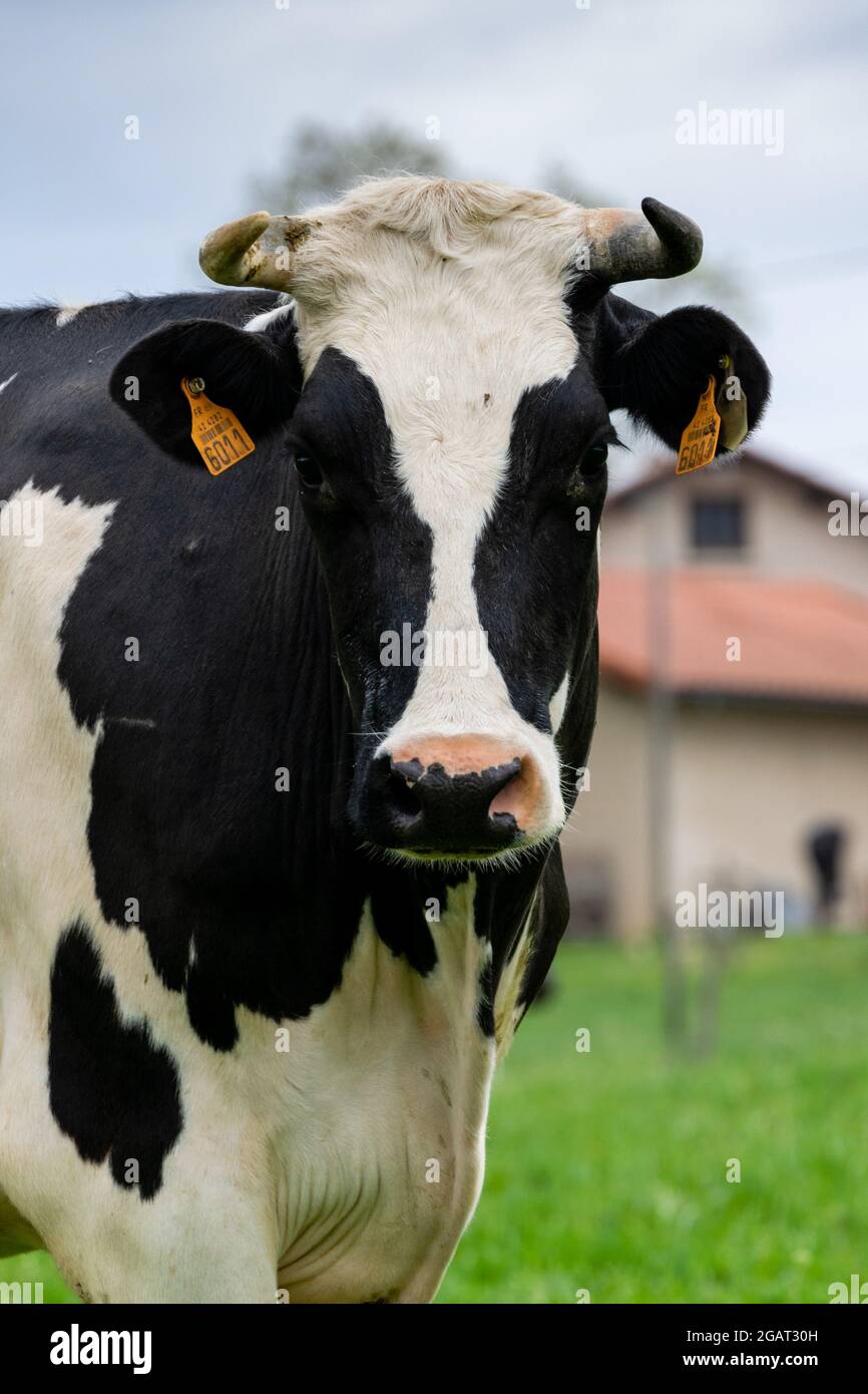 Primholstein cattle hi-res stock photography and images - Alamy