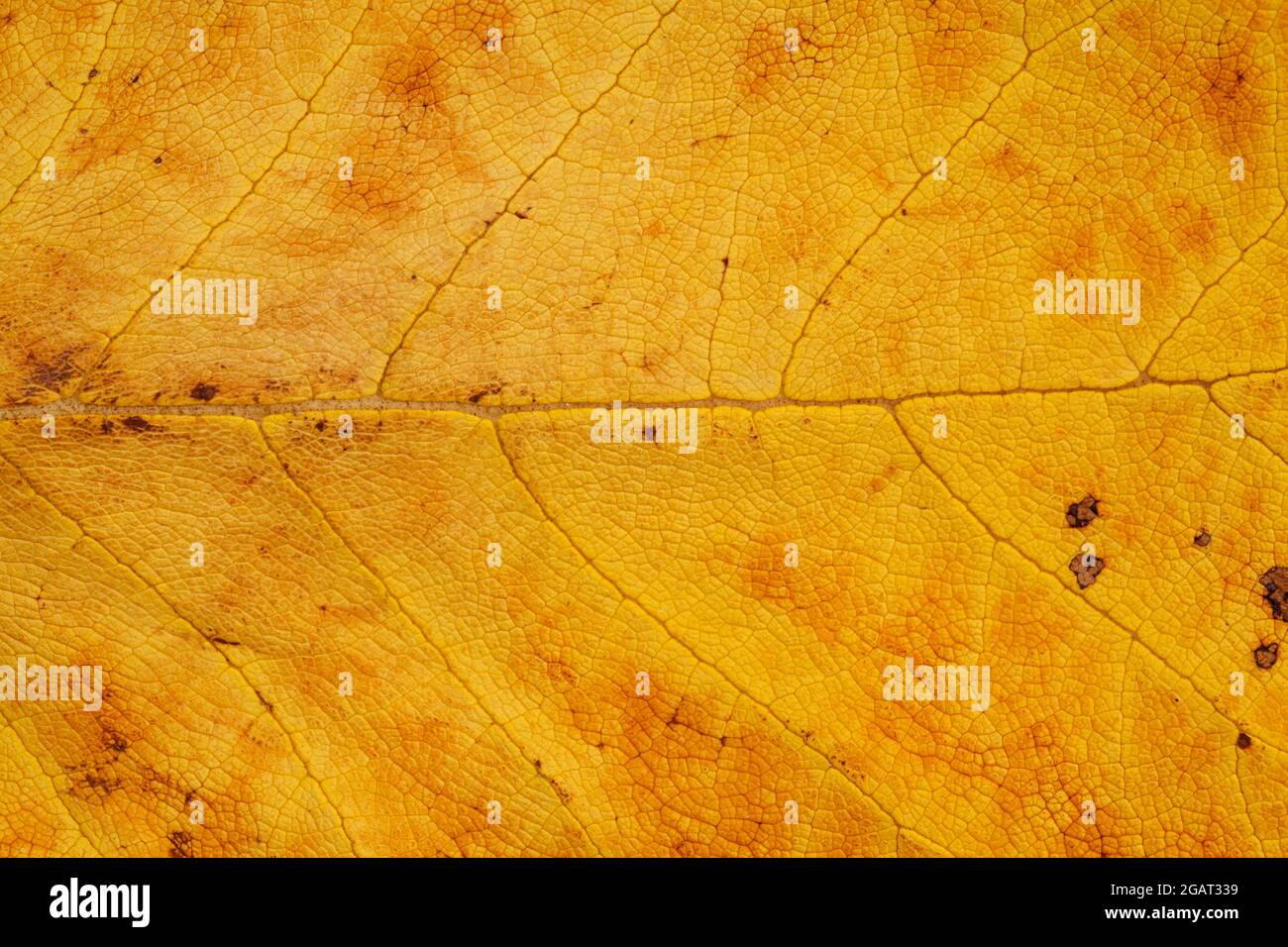 dead yellow leaf texture with veins and dark patches, natural macro ...