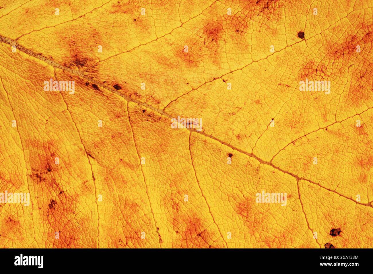 dead yellow leaf texture with veins and dark patches, natural macro ...