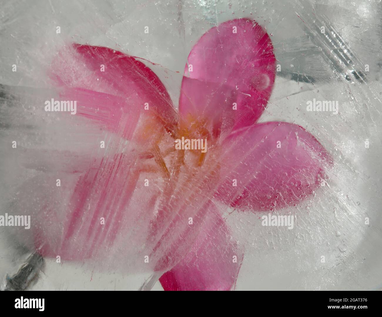 Ice texture with pink frangipani, Plumeria rubra, flower frozen within ...
