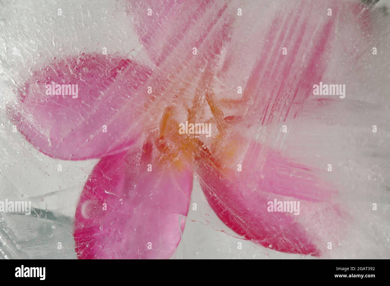 Ice texture with pink frangipani, Plumeria rubra, flower frozen within ...