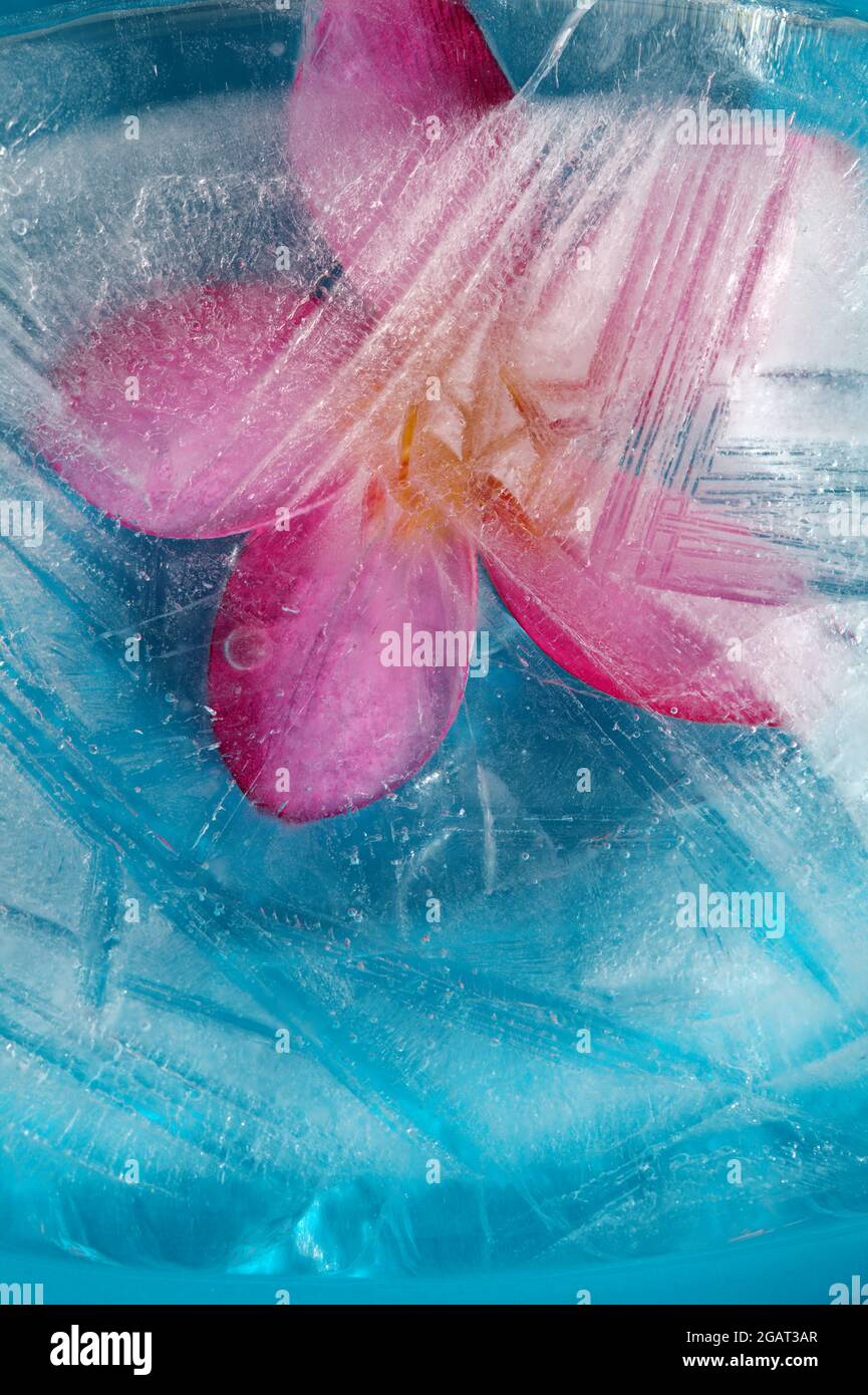Ice texture with pink frangipani, Plumeria rubra, flower frozen within ...