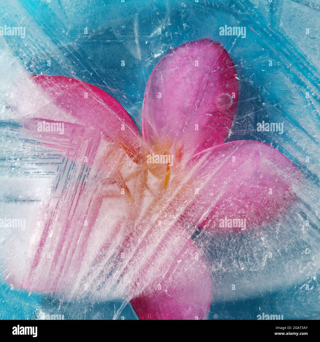 Ice texture with pink frangipani, Plumeria rubra, flower frozen within ...