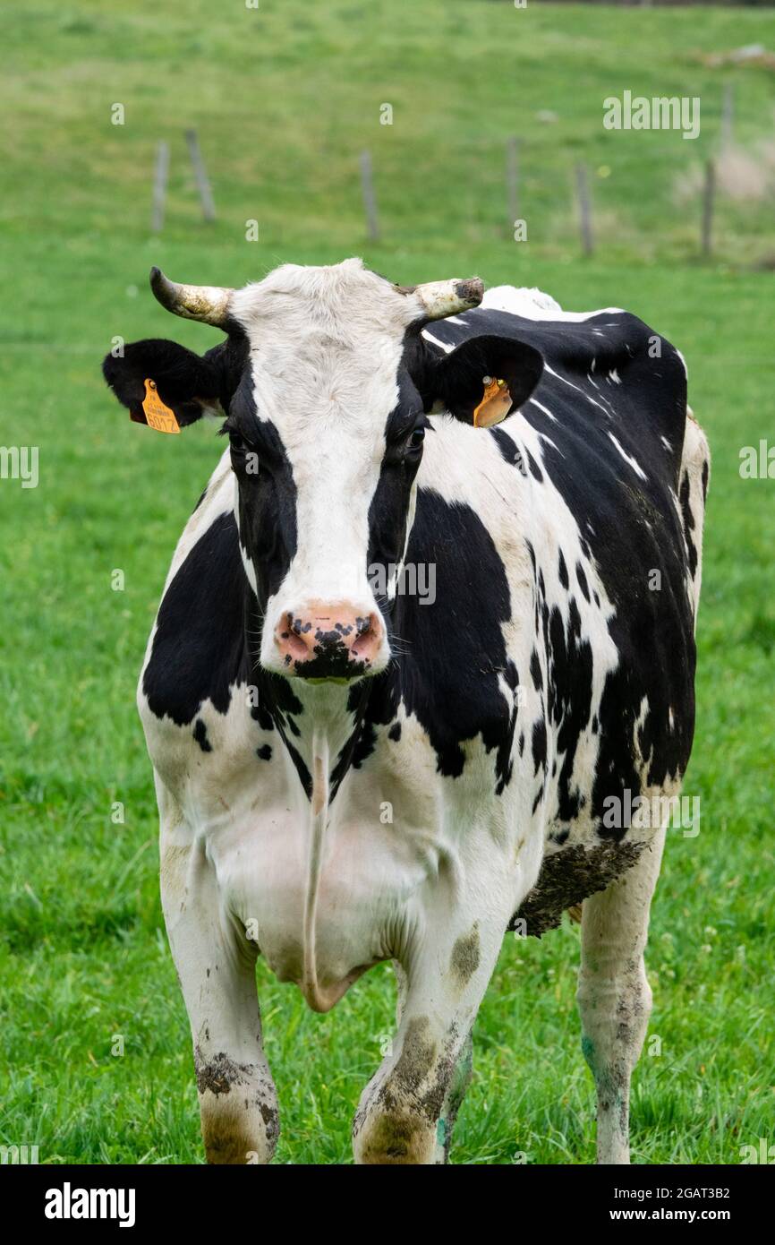 Primholstein cattle hi-res stock photography and images - Alamy