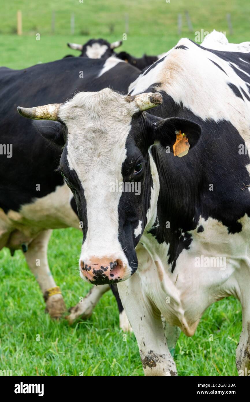 Primholstein cattle hi-res stock photography and images - Alamy