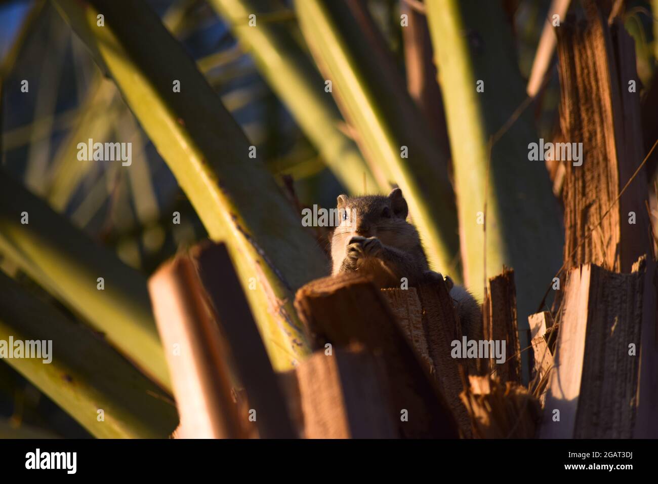 Indian date palm hi-res stock photography and images - Alamy