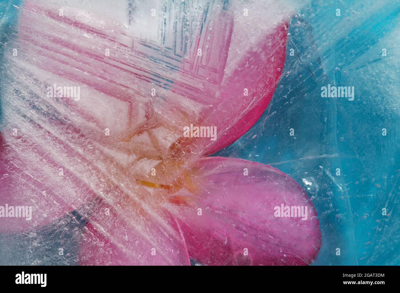 Ice texture with pink frangipani, Plumeria rubra, flower frozen within ...